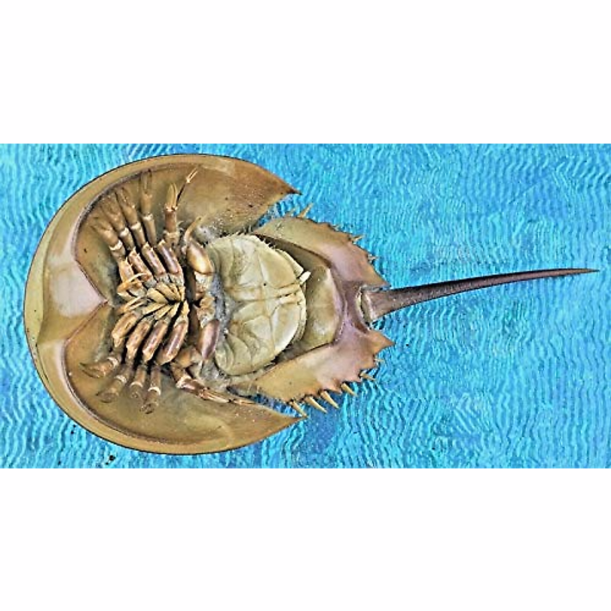 Real Horseshoe Crab Shell with Legs Shell Specimen Collectible