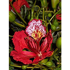 Red Flame Flamboyant Tree Seeds Royal Poinciana Delonix Regia U.S. Seller (10 Seeds)