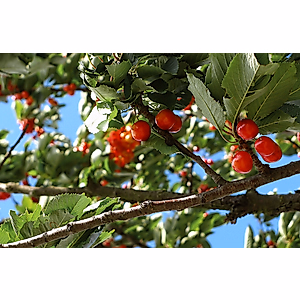 Coffee Fruit Tea - Cascara - superfood with antioxidants - 1lb - WHOLE DRIED COFFEE FRUIT for cold or hot brew - by Twin Engine Coffee