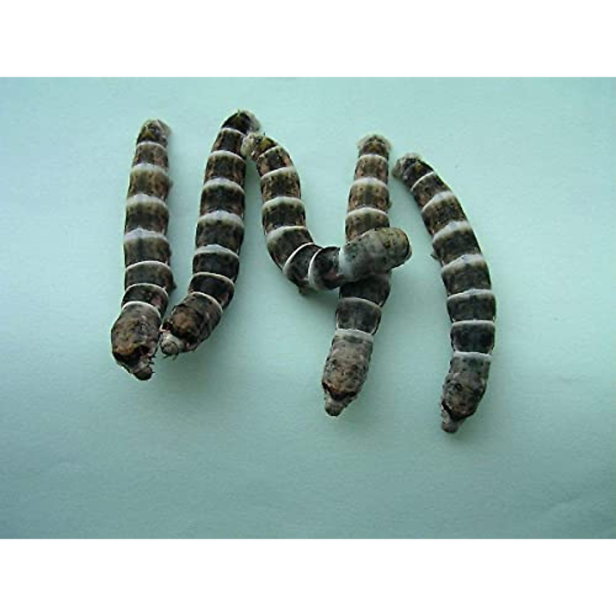Coastal Silkworms 250 Count Black Tiger Silkworm Eggs Hatch at Room Temp (Pack of 1)