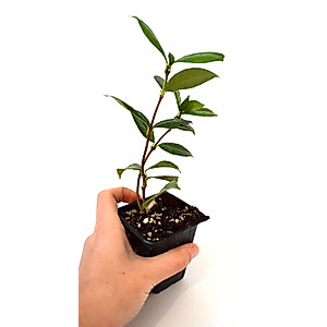 9GreenBox - Confederate Jasmine - 6 Pack