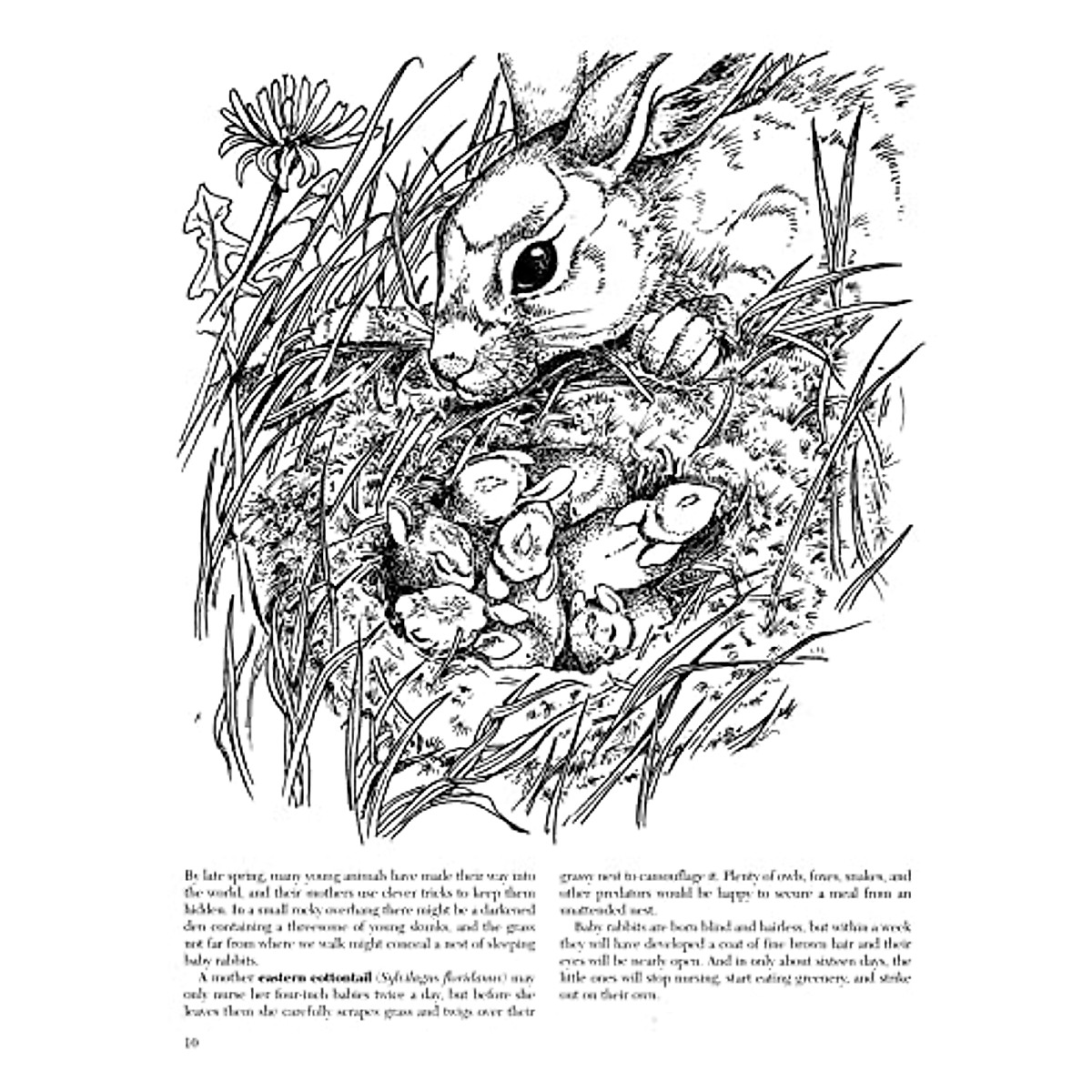 A Walk in the Woods (Dover Nature Coloring Book)