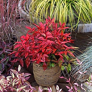 Heavenly Bamboo Seeds - 20 Seeds - Made in USA, Ships from Iowa. Great for Hedge, Privacy