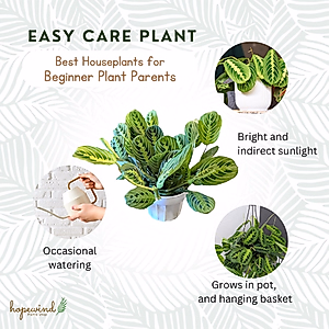 Hopewind Plants Shop- Lemon Lime Prayer Plant, Lemon Lime Maranta, Popular and Attractive houseplant, Gorgeous Live Indoor Plant, Easy to Care and Rare Variety Green Thumbs Up 4 inch Pot