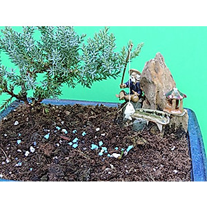 Fertilized Juniper Bonsai Tree with Blue Glazed Handmade vase Sold by JM Bamboo