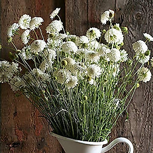 David's Garden Seeds Flower Scabiosa Snowmaiden (White) 50 Non-GMO, Heirloom Seeds