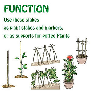 Mininfa Natural Bamboo Stakes 6 Feet, Eco-Friendly Garden Stakes, Plant Stakes Supports Climbing for Tomatoes, Trees, Beans, 20 Pack