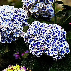 Hydrangea Macrophylla Seed Bonsai Flower Plant Four-Season Blossoms - 50 Pcs Seeds