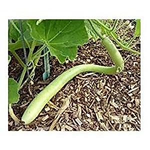 David's Garden Seeds Gourd Cucuzzi Edible 8874 (Green) 25 Non-GMO, Heirloom Seeds