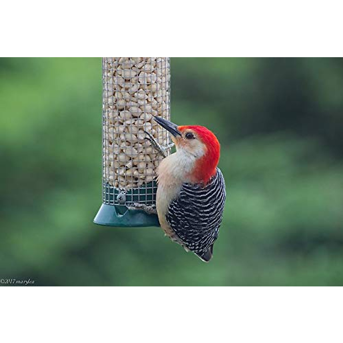 prdseed Fresh Shelled Peanuts for Birds & Squirrels - Raw Wildlife Peanuts, No Mess Bird Seed, No Waste Bird Seed for Wild Birds & Backyard Squirrels (10lbs)