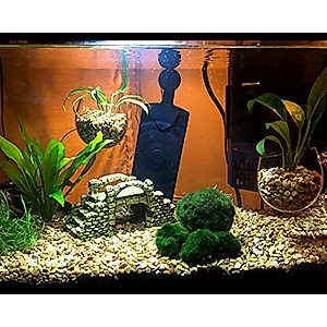 DS. DISTINCTIVE STYLE Aquatic Plant Cups 2 Pieces Crystal Glass Plant Pot with 2 Suction Cups for Aquarium Decoration