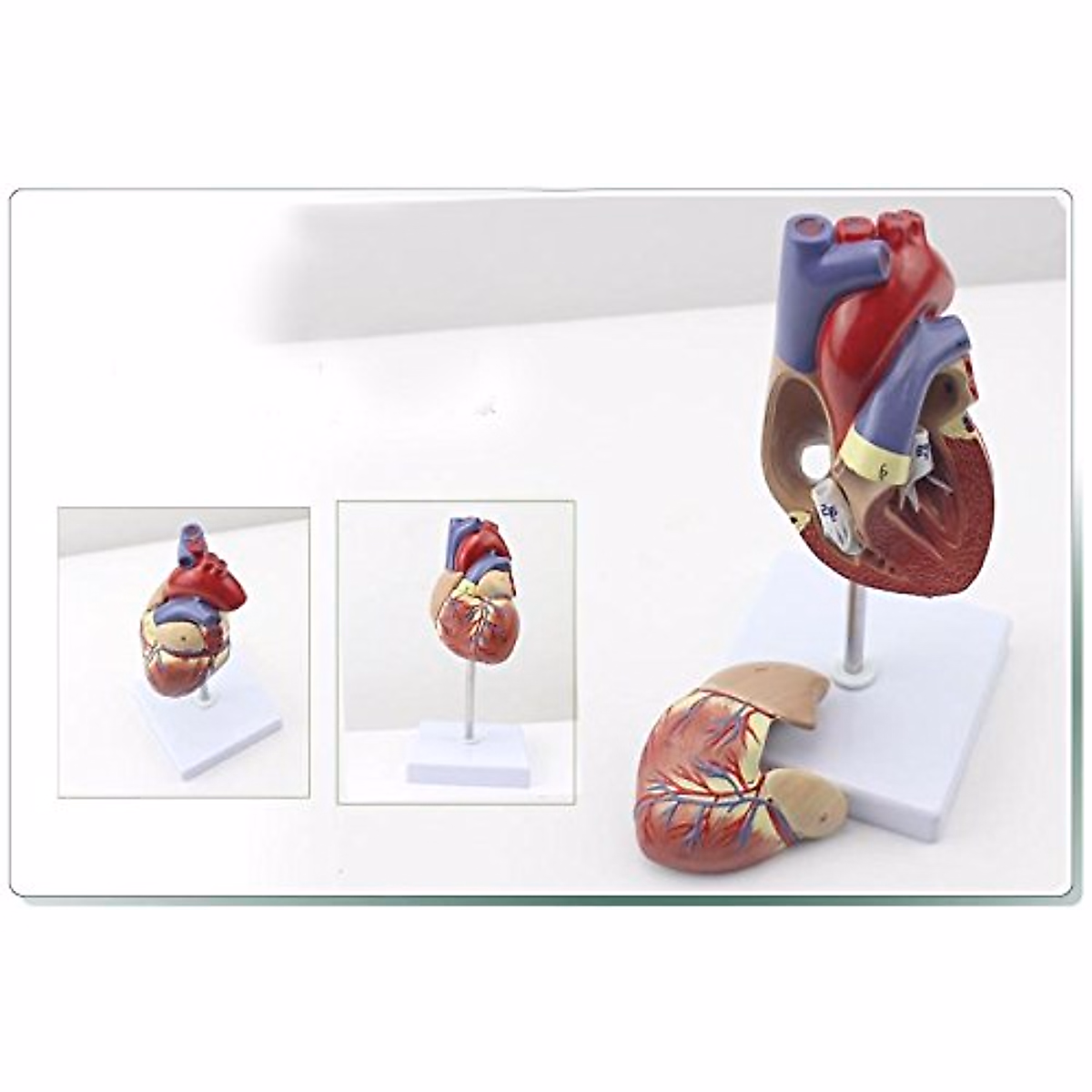 Genuine 1: 1 human heart model B-color ultrasound medical cardiology cardiac anatomy teaching model