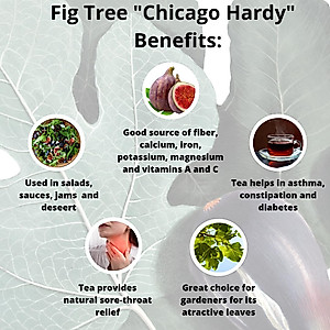 Fig Tree "Chicago Hardy" Set of 4 starter plants
