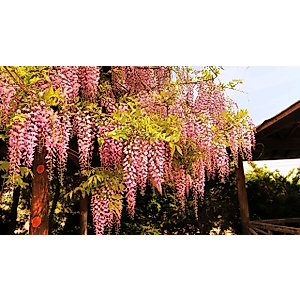 Rare Pink Wisteria Bonsai Tree Seeds, 5 Seeds - Highly Prized Japanese Wisteria Floribunda