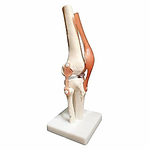 BoNew Life Size Knee Joint Anatomical Model Skeleton - Human Medical Anatomy