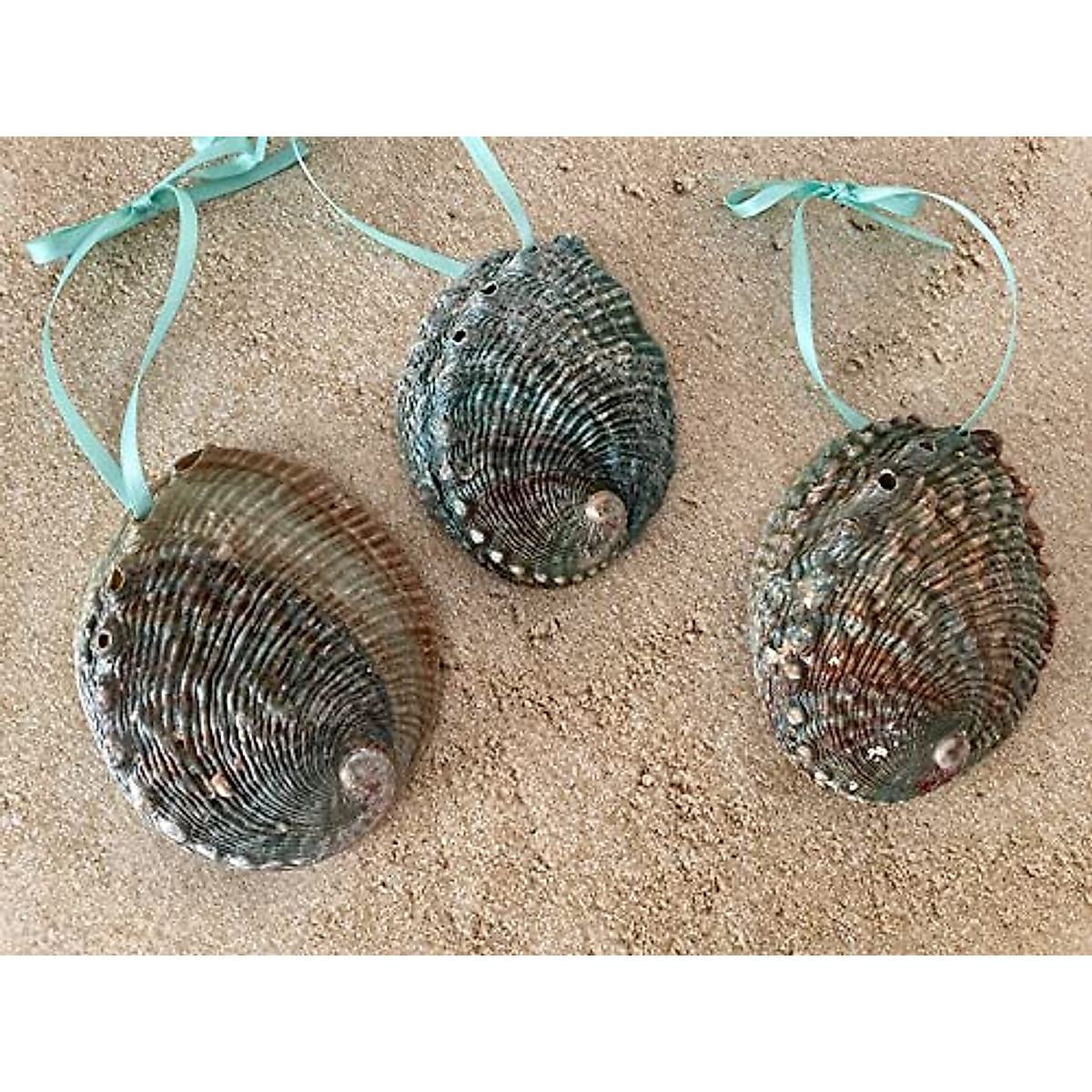 Tropical Small Abalone Seashell Christmas Tree Ornaments, Set of 3, Nautical and Beach Holiday Decor