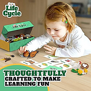 GLINGLONG Life Cycle Kit Toy Montessori - Realistic Figurine Toys, Kids Figure Animal Match Set with Frog, Ladybug, & More - Includes 24-Piece Animals, Educational & Fun Matching Game for Children 3+