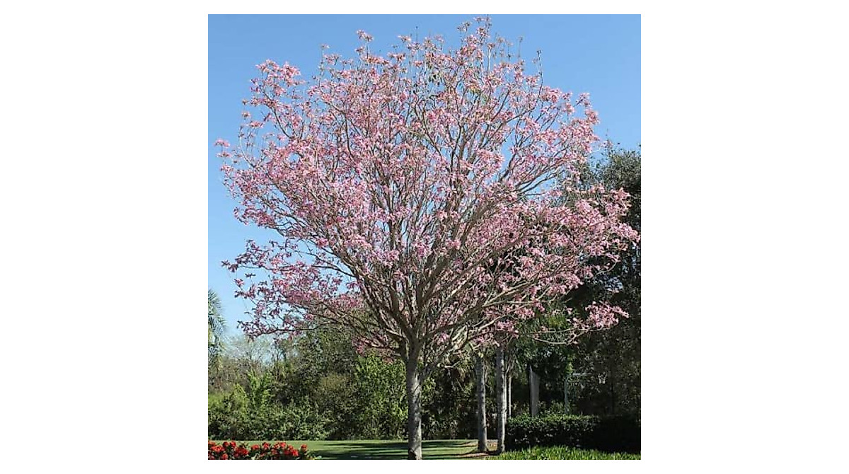 CHUXAY GARDEN Pink Trumpet Tree Seeds - 10 Exotic Seeds