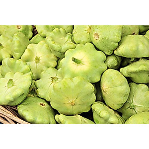 Bennings Green Tint Summer Squash, 30 Heirloom Seeds Per Packet, Patty Pan Squash, Non GMO Seeds, Botanical Name: Cucurbita Pepo, Isla's Garden Seeds