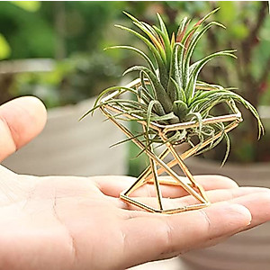 Nwsrayu Pack 5 piece Gold Air plant holder Air Plants Holders Tillandsias Display Air Purifying Plant Container Air Fern Stand Geometric Decor For House, Wedding Party