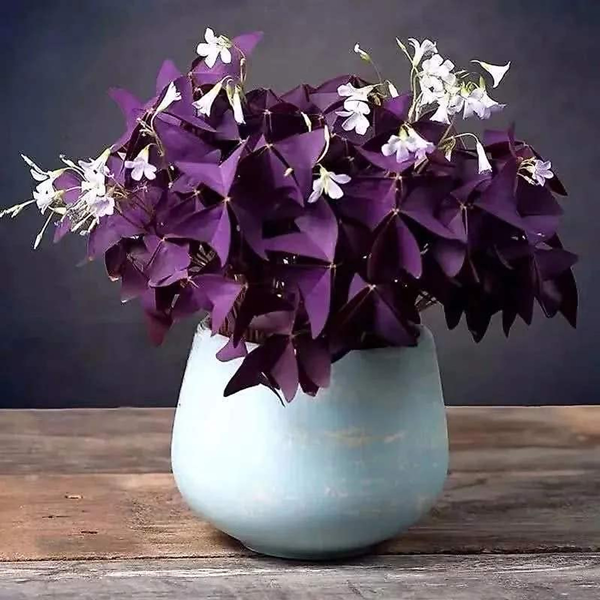 MOKALALA 10 Pcs Purple Shamrock Bulbs Seeds | Non-GMO | Oxalis Triangularis Organic Bulbs Plants Seeds for Planting Home Garden