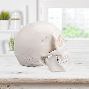 SKUMOD Life Size Human Skull Model, Replica Realistic Human Skull with Removable Skull Cap and Articulated Mandible, Full Set of Teeth, 7.2x4.2x4.95in