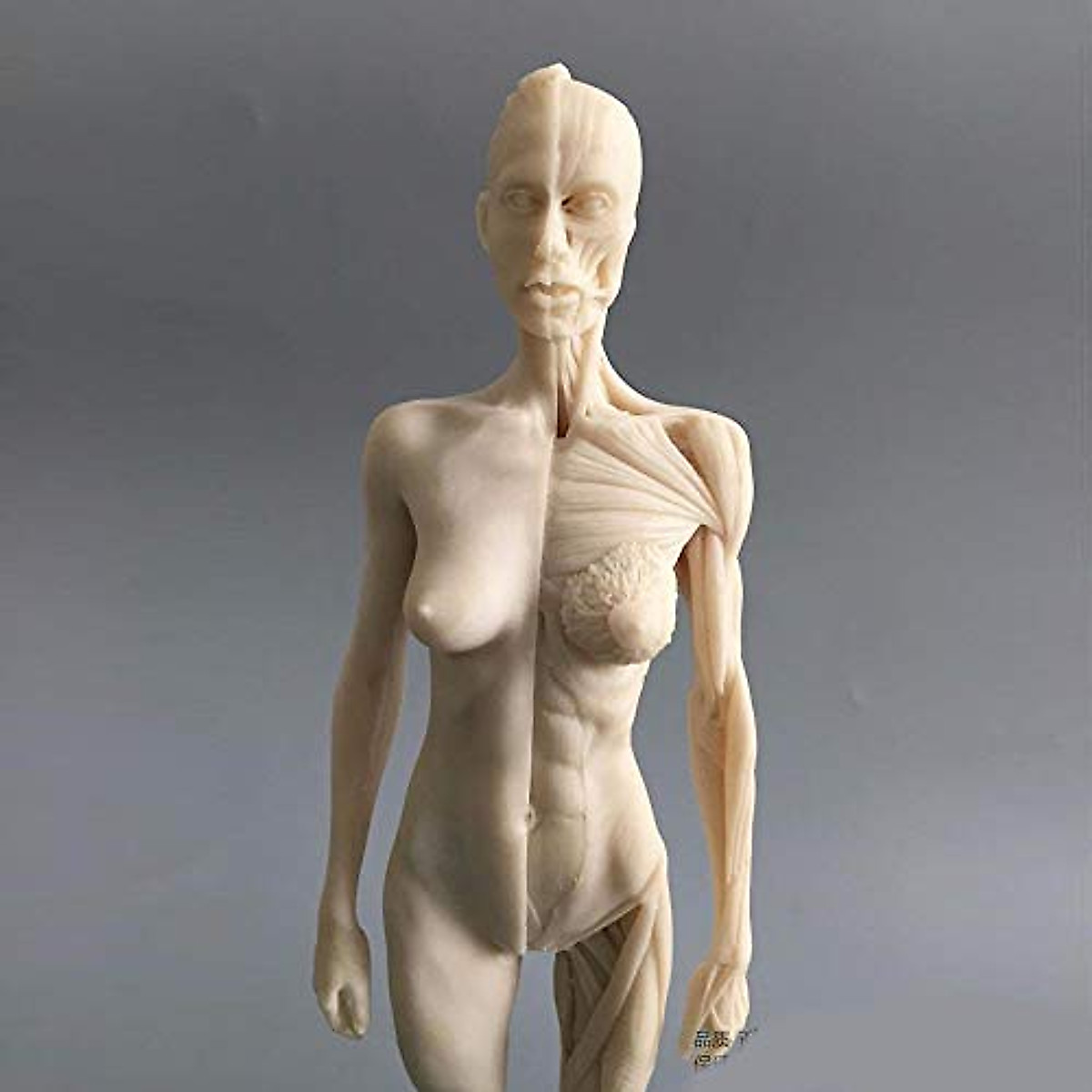 11inch Human Anatomical Model Art Mannequin Musculoskeletal Structure of Painting Sculpture White Body （Male+Female ）