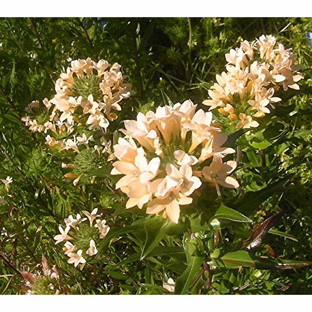 "Large Flowered Phlox" Collomia Seeds for Planting, 50+ Flower Seeds Per Packet, (Isla's Garden Seeds), Non GMO & Heirloom Seeds, Scientific Name: Collomia grandiflora, Great Home Flower Garden Gift