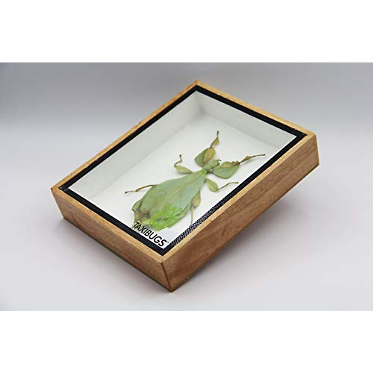 Angelwing Real Leaf Insect Beetle Bug Green Brown Taxidermy Butterfly Insect Box Framed Display
