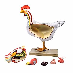 Chicken Hen Anatomy Model, 6 Parts - Life Size Cross Section - Hand Painted - Designed by Veterinary Professionals - Eisco Labs