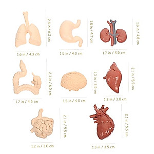 2 Sets Human Visceral Model Human Teaching Aid Human Torso Body Model Human Internal Organs Model Human Body Model Torso and Skeleton Models Anatomy Mannequin PVC Child Major Suite