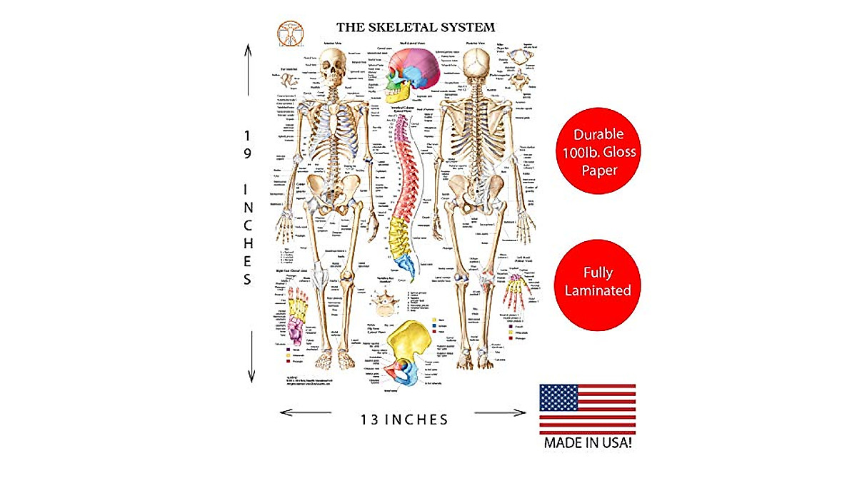 Human Body Anatomy Poster Set - Ideal for Medical Students