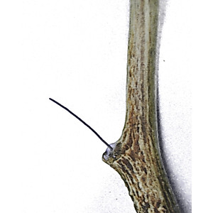 Pro Size Antler Art Crafting Epoxy Kit - Repair Horns Antlers Skulls Teeth Claws - 3 lb. Jumbo KIT -Great for Antler Lighting, Furniture, Collectibles, Antler Christmas Tree, Wreaths and More!