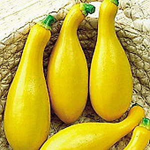 Dixie Squash Seeds (20+ Seeds) | Non GMO | Vegetable Fruit Herb Flower Seeds for Planting | Home Garden Greenhouse Pack