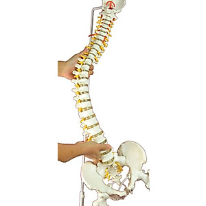 Super Flexible Spine Model with Pelvis and Femur Heads, Life Size, 87cm/34”