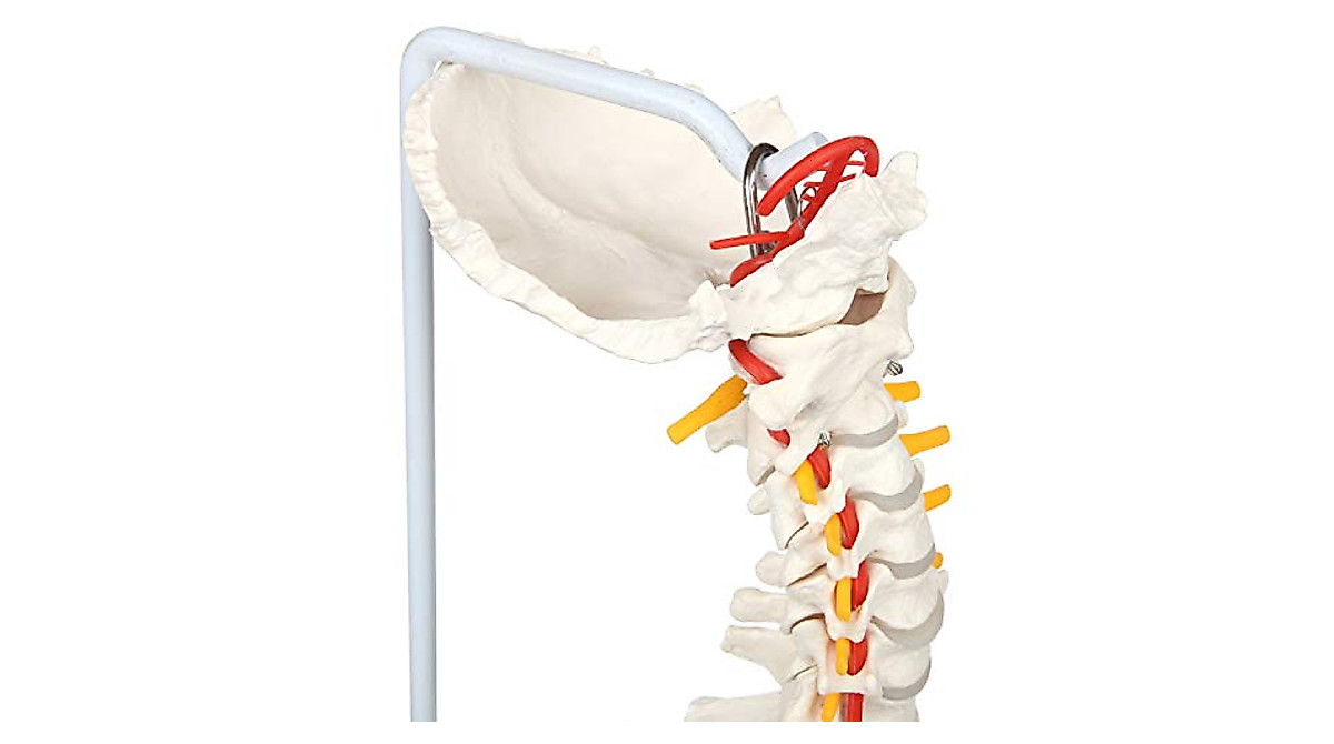 Human Spine Model for Education & Study | Axis Scientific