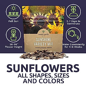 Sunflower Variety Mix 10 Types of Beautiful Sunflowers - Bulk 1 Ounce Packet - Open Pollinated Sunflower Seeds
