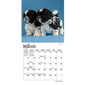 Shih Tzu Puppies | 2023 7 x 14 Inch Monthly Mini Wall Calendar | BrownTrout | Animal Small Dog Breed Puppy DogDays