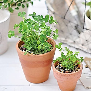 QAUZUY GARDEN 100 Seeds Four Leaf Clover Plant Lucky Glover Seeds Perennial Ornamental Grass for Planting Garden Bonsai Easy to Grow Low-Maintenance