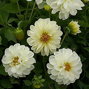 Outsidepride Dahlia Opera White Garden Cut Flower Seeds Great for Bouquets & Dried Floral Arrangements - 400 Seeds