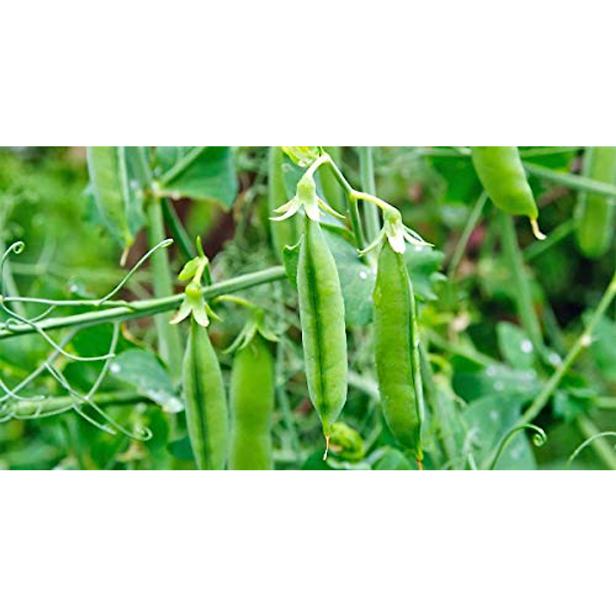 Rainbow Bean Mix Sprouting Seeds, Adzuki, Garbanzo, Green Pea, & Lentil, 40+ Heirloom Seeds in Mixture Per Packet, Non GMO Seeds, (Isla's Garden Seeds), Botanical Name: Phaseolus vulgaris