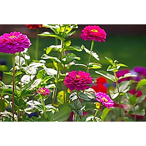 Zinnia "Merlot Mix" Flower Seeds for Planting, 200+ Flower Seeds Per Packet, Meteor, Purple Prince and Scarlet Flame Zinnias, Non GMO & Heirloom Seeds, Botanical Name: Zinnia elegans