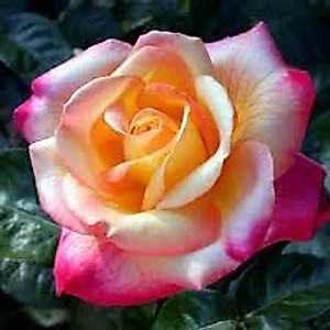 30 Rare Seeds- Love & Peace Rose Bush #1093-Authentic Seeds-Flowers-Seeds-Rose Seeds-Herb Seeds-Vegetable Seeds-Mix Seeds for Plant- B3G1