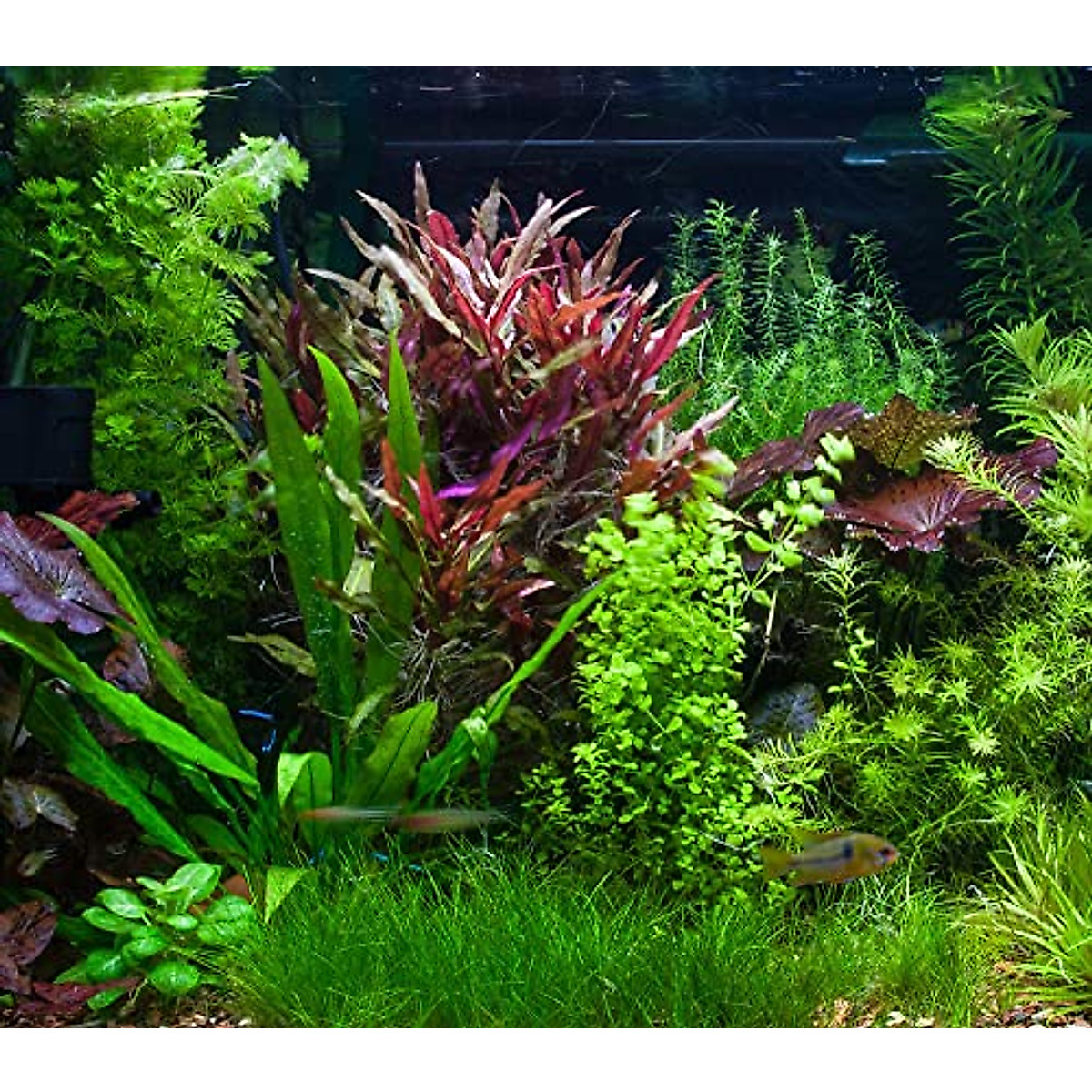 Marcus Fish Tanks - 3X Dwarf Hair Grass Eleocharis Parvula Live Aquarium Plants Carpeting Plant for Aquatic Freshwater Fish Tank