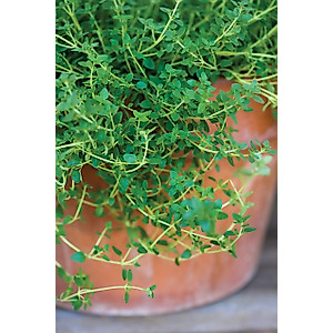 Burpee Windowsill Herb Collection Seeds 5 packets of seed.