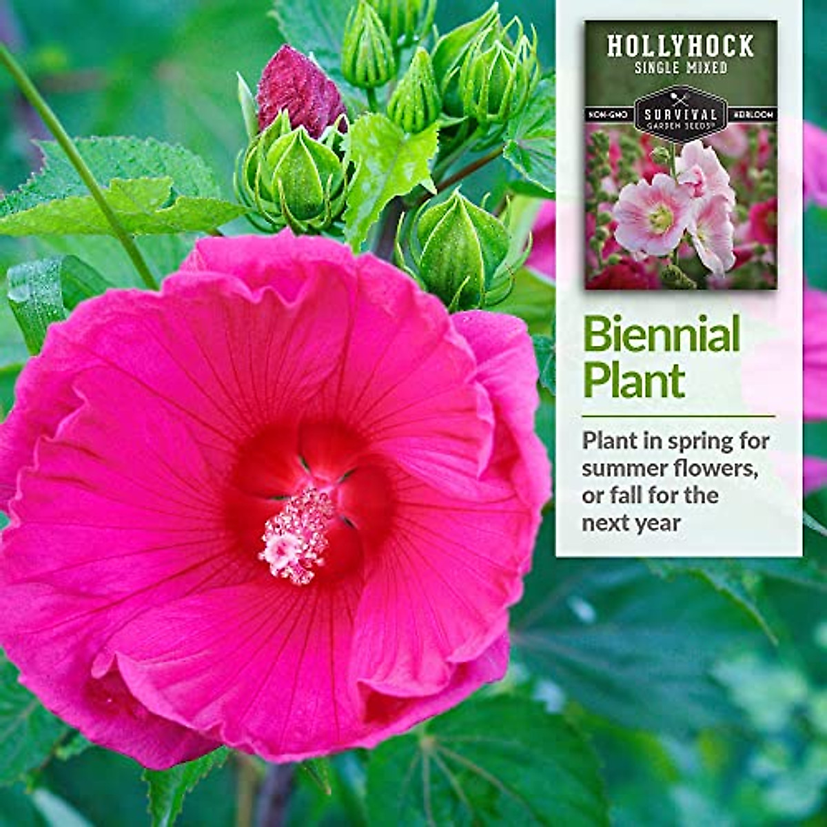 Survival Garden Seeds - Single Mixed Hollyhock Seed for Planting - 2 Packs with Instructions to Plant and Grow Colorful Spikes of Flowers in Your Home Vegetable Garden - Non-GMO Heirloom Variety