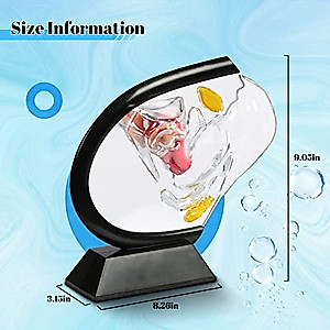 HamRoRung Transparent Uterus Model, Human Vagina Anatomical Model Female Reproductive Organ Model, Uterus Gifts Medical Teaching Models Gynecology Doctor Patient Communication Simulation