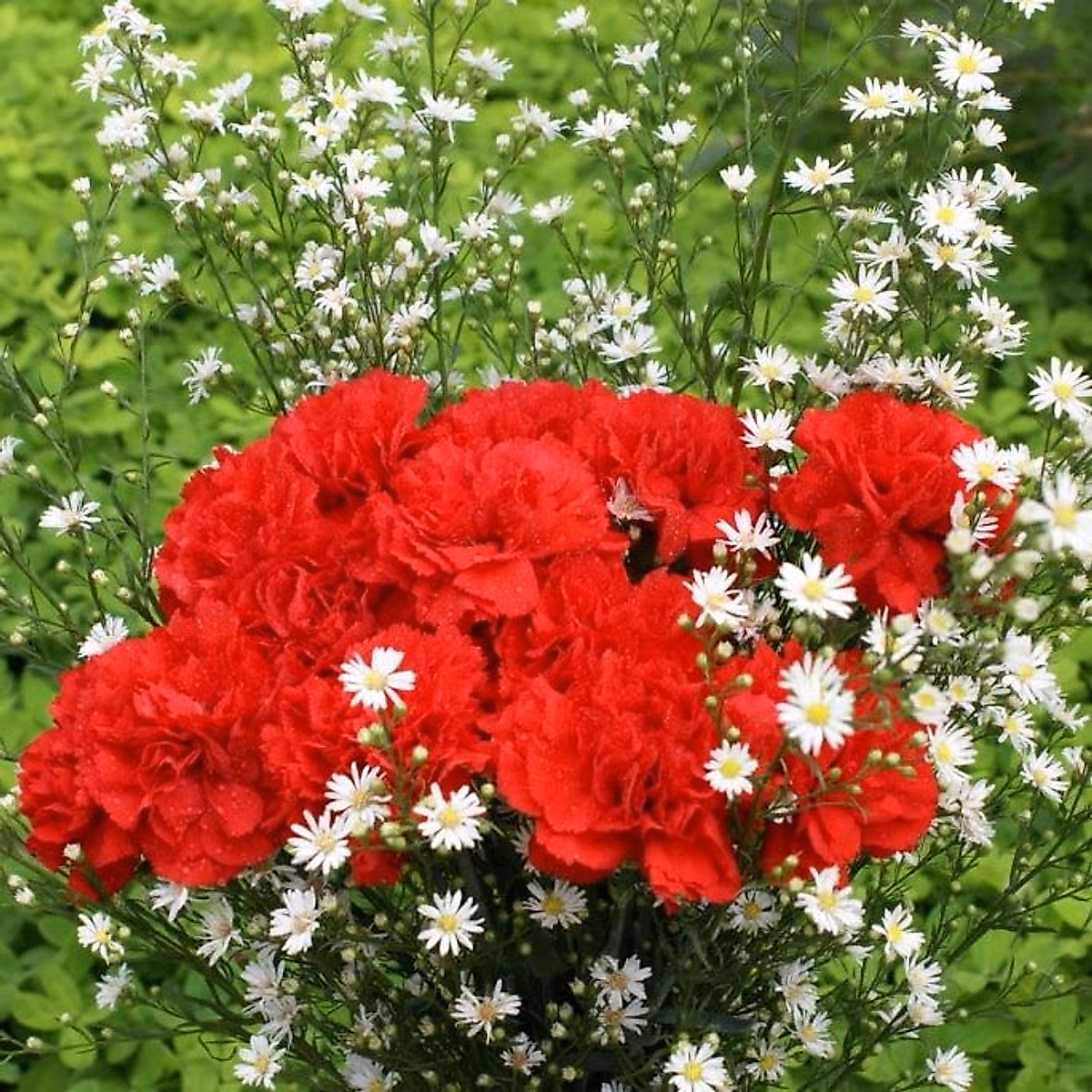 Carnation Seeds - Etincellant - Packet - Red Flower Seeds, Heirloom Seed Attracts Bees, Attracts Butterflies, Attracts Pollinators, Edible, Fragrant, Container Garden