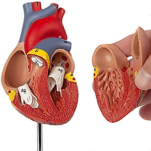 Axis Scientific Heart Model, 2-Part Deluxe Life Size Human Heart Anatomical Replica, 34 Anatomical Structures, 3D Heart Model Anatomy, Magnetic Design, Mounted Display Base, Detailed Product Manual