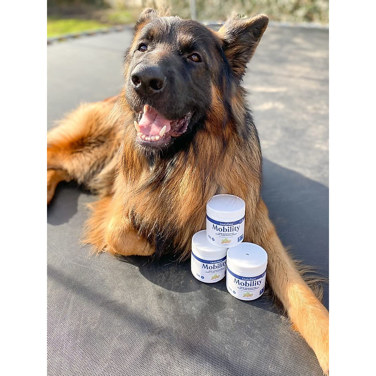 Lively Paws™ Mobility 10 Hip & Joint Care Supplement for Dogs- Soft Chews with Glucosamine, MSM, Green-Lipped Mussel, Manganese, Chondroitin & Vitamin C